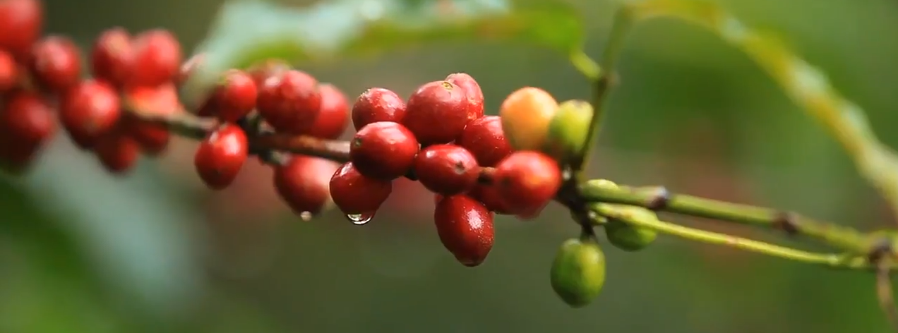 Kwaliteit - Sheba Coffee