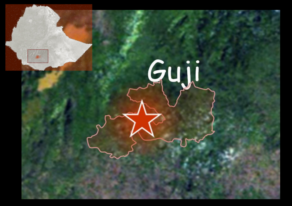 Guji natural - Sheba Coffee