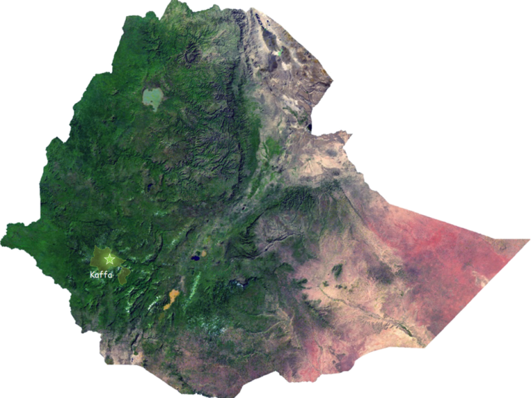 Kaffa Forest Coffee - Sheba Coffee