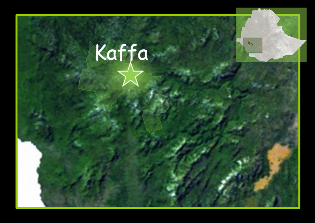Kaffa forest natural - Sheba Coffee