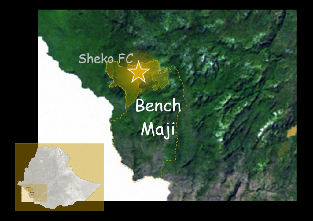 Bench Maji washed - Sheba Coffee